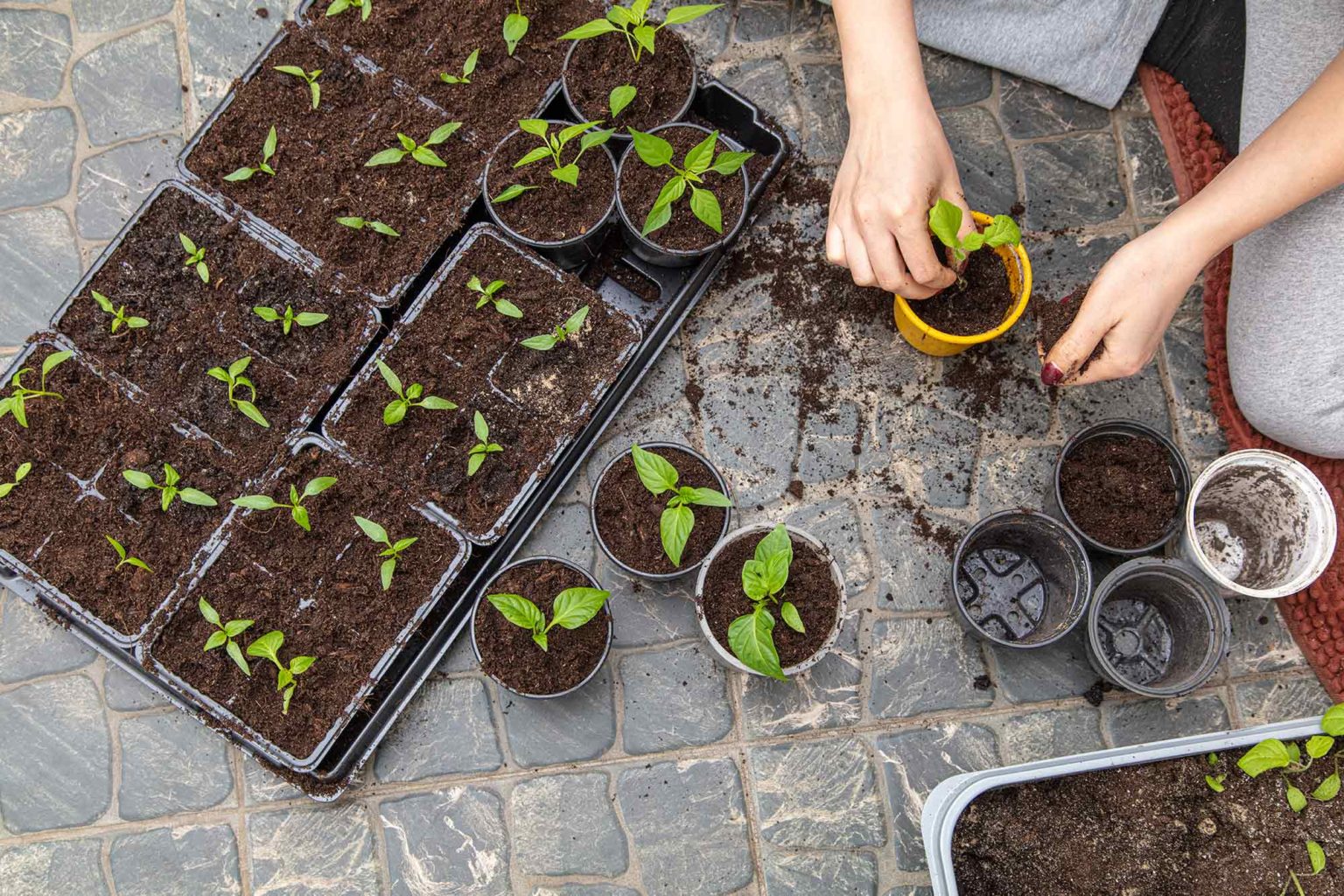 Semis et plantations de mars au potager - Auchan - Le calendrier du ...